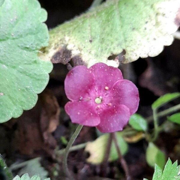 Sibthorpia Conspicua Care Guide: Water, Soil & Propagation - Plantiary