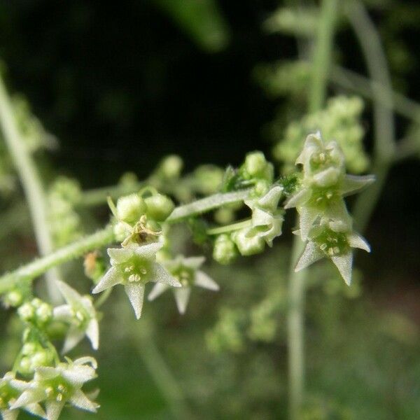 Sicydium Tamnifolium Care Guide: Water, Soil & Propagation - Plantiary
