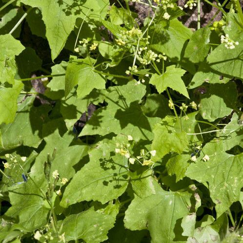 Smooth Bur Cucumber (Sicyos Glaber) Plant Care & How to Grow, Water