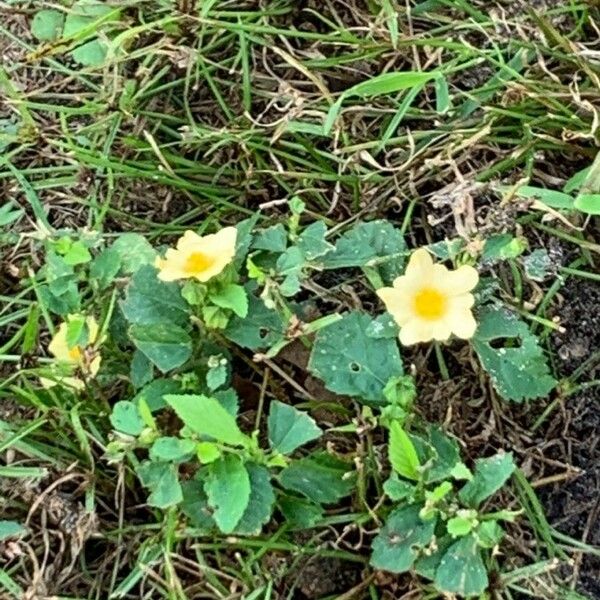 Sida Abutifolia Plant Care & How to Grow, Water