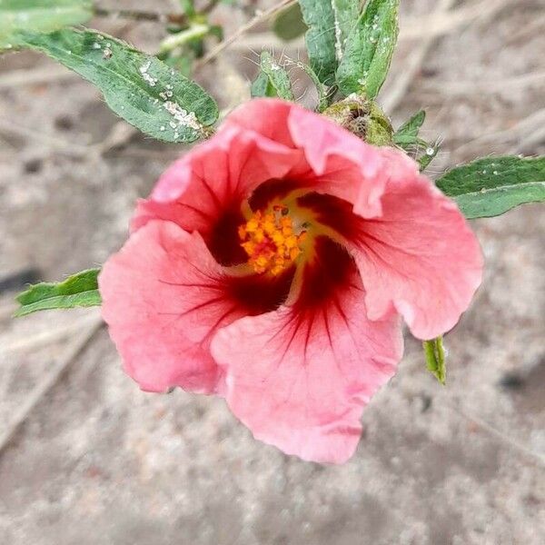 Sida Anomala Plant Care & How to Grow, Water