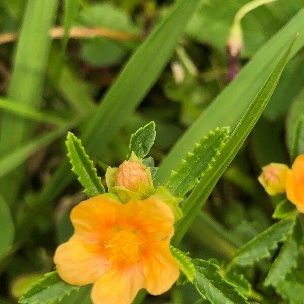 Lilacs (Syringa) Plant Care & How to Grow, Water