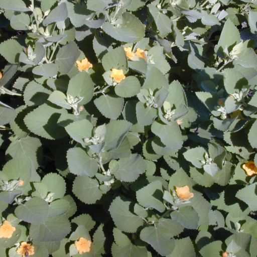 Yellow 'Ilima (Sida Fallax) Plant Care & How to Grow, Water