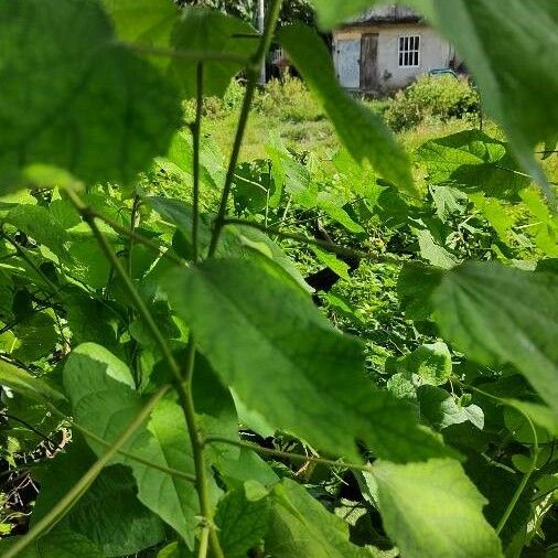 Smooth Fanpetals (Sida Glabra) Plant Care & How to Grow, Water