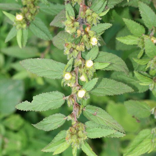 Clustered Fanpetals (Sida Glomerata) Plant Care & How to Grow, Water