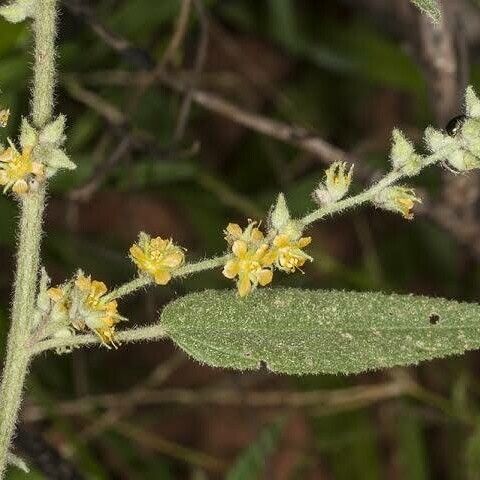 Sida Hackettiana Plant Care & How to Grow, Water