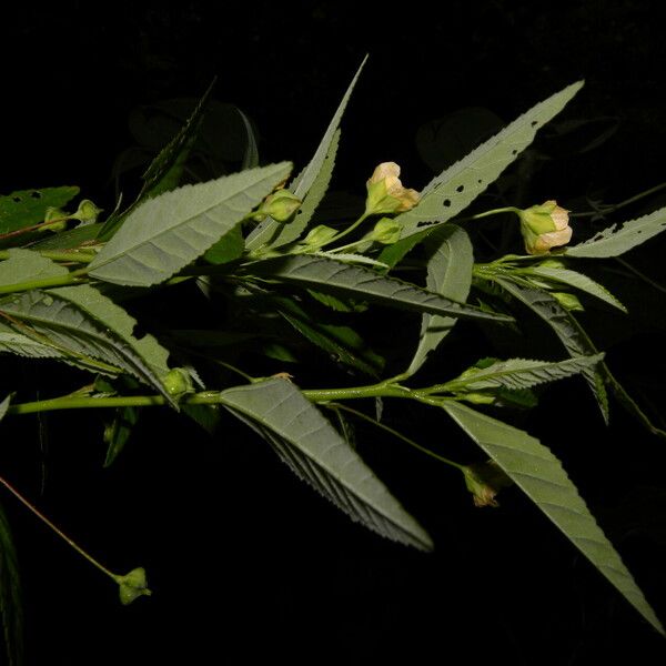 Sida Haenkeana Plant Care & How to Grow, Water