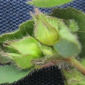 Sida Hyssopifolia Plant Care & How to Grow, Water