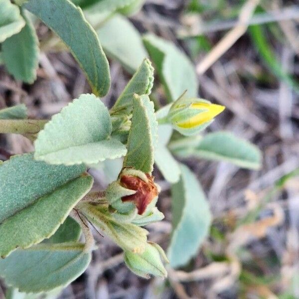 Spreading Fanpetals (Sida Ovata) Plant Care & How to Grow, Water