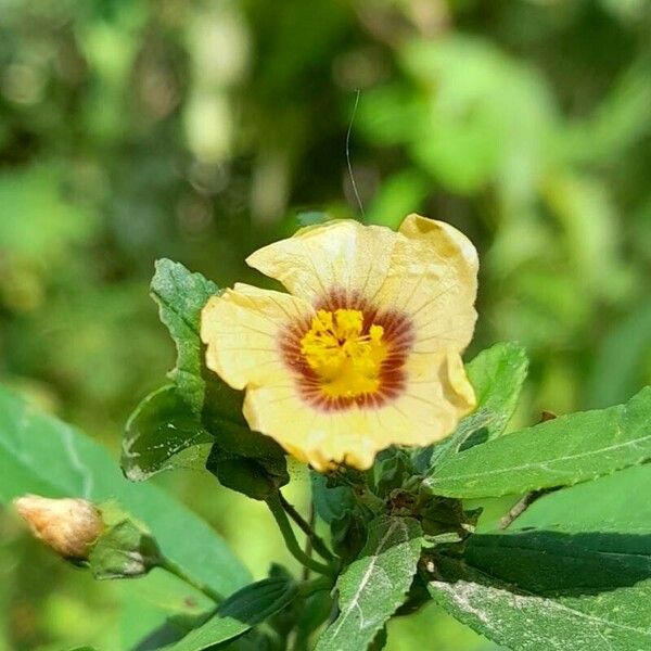 Sida Poeppigiana Plant Care & How to Grow, Water