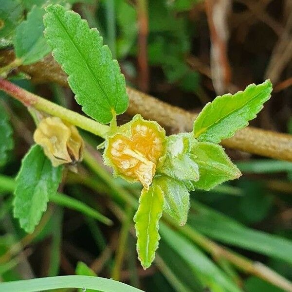 Sida Schimperiana Plant Care & How to Grow, Water