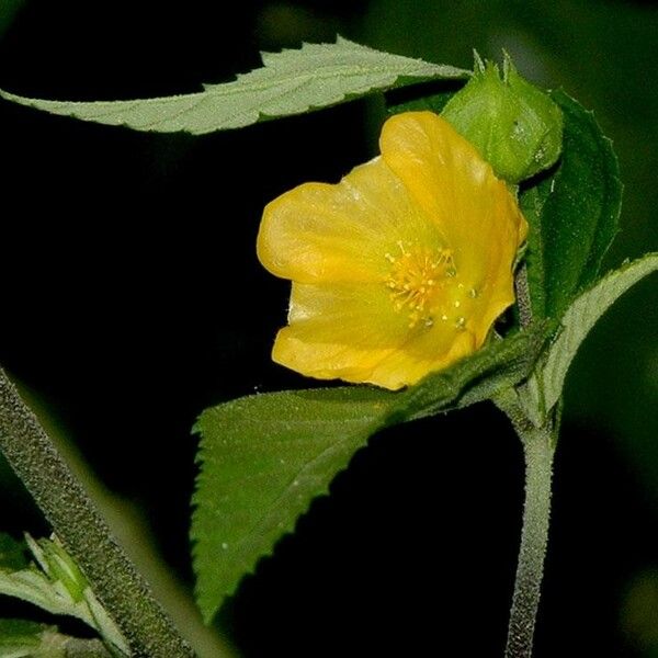 Sida Setosa Plant Care & How to Grow, Water