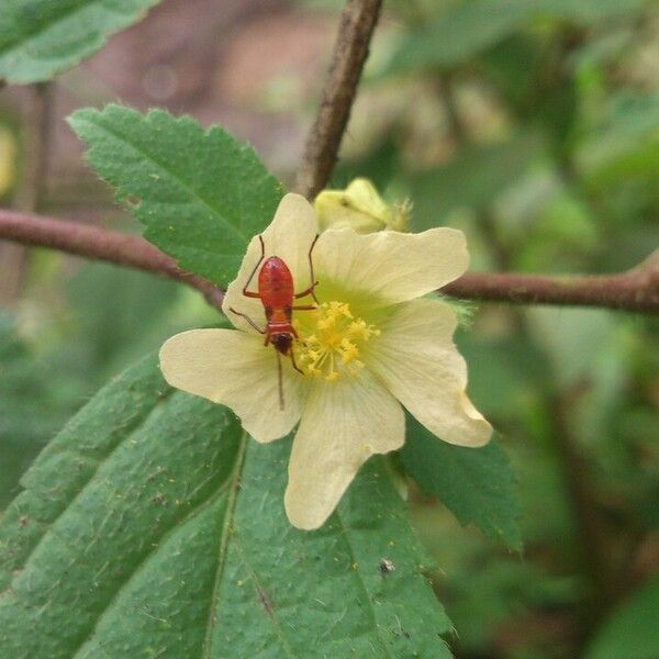 Antilles Fanpetals (Sida Ulmifolia) Plant Care & How to Grow, Water
