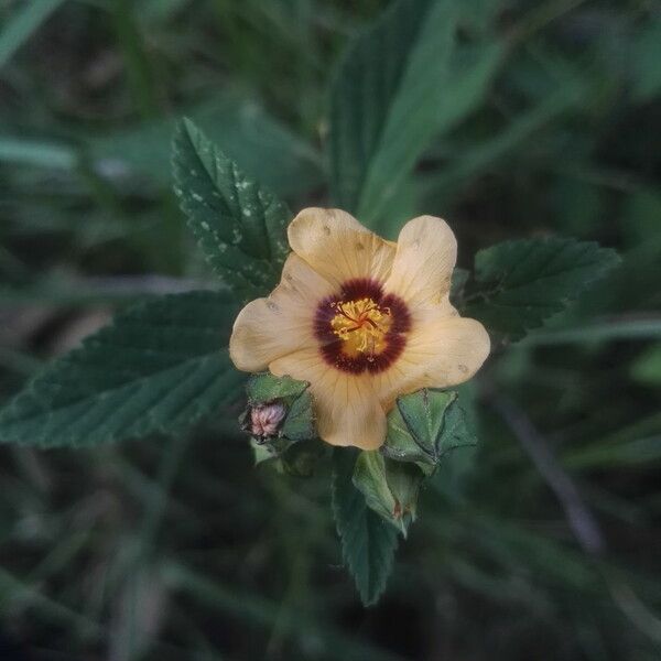 Balai-Zortie (Sida Urens) Plant Care & How to Grow, Water