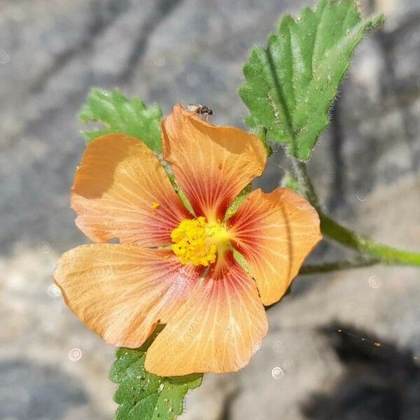 Sida Variegata Plant Care & How to Grow, Water