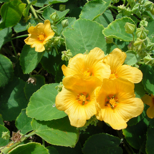 Sidas (Sida) Plant Care & How to Grow, Water