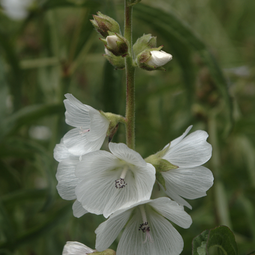 Prairie Mallow (Sidalcea Candida) Plant Care & How to Grow, Water