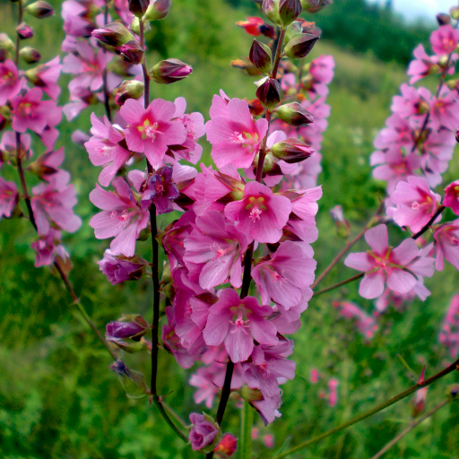 Cusick's Checkerbloom (Sidalcea Cusickii) Plant Care & How to Grow, Water