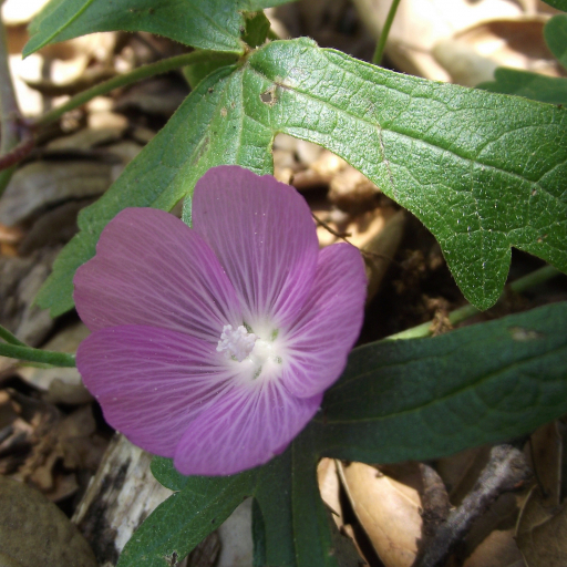 Waxy Checkerbloom (Sidalcea Glaucescens) Plant Care & How to Grow, Water
