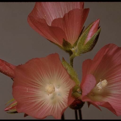 Hartweg's Checkerbloom (Sidalcea Hartwegii) Plant Care & How to Grow, Water