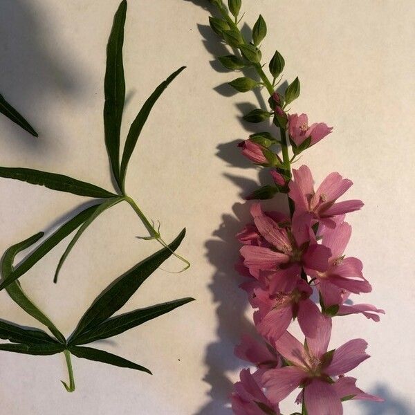 Henderson's Checkerbloom (Sidalcea Hendersonii) Plant Care & How to ...