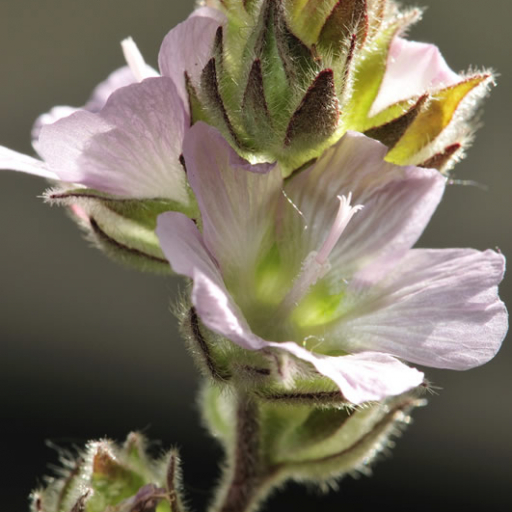 Chaparral Checkerbloom (Sidalcea Hickmanii) Plant Care & How to Grow, Water