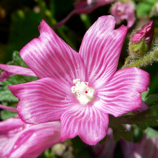 Checker-Mallow (Sidalcea Malviflora) Plant Care & How to Grow, Water