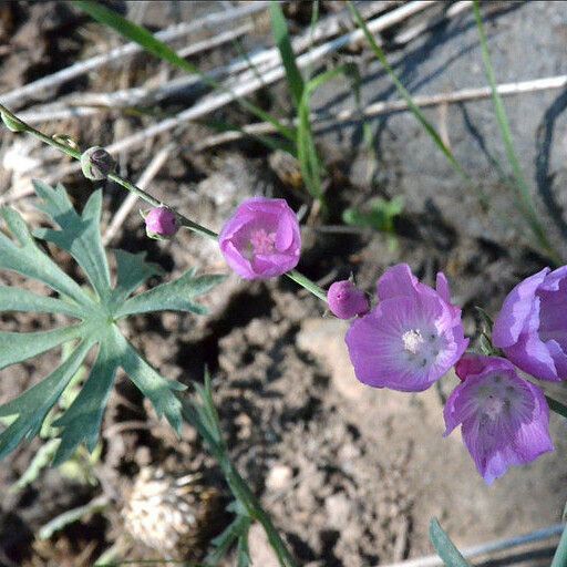 Cut-Leaf Checker-Mallow (Sidalcea Multifida) Plant Care & How to Grow ...
