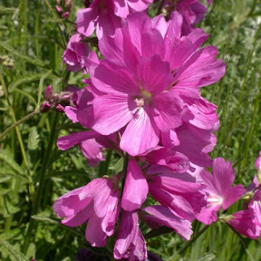 Nelson's Checker-Mallow (Sidalcea Nelsoniana) Plant Care & How to Grow ...