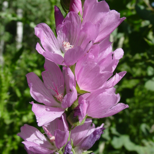New Mexico Checker (Sidalcea Neomexicana) Plant Care & How to Grow, Water