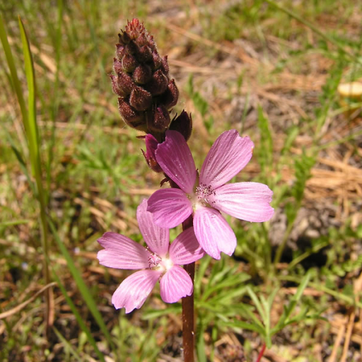 Big Bear Checkerbloom (Sidalcea Pedata) Plant Care & How to Grow, Water