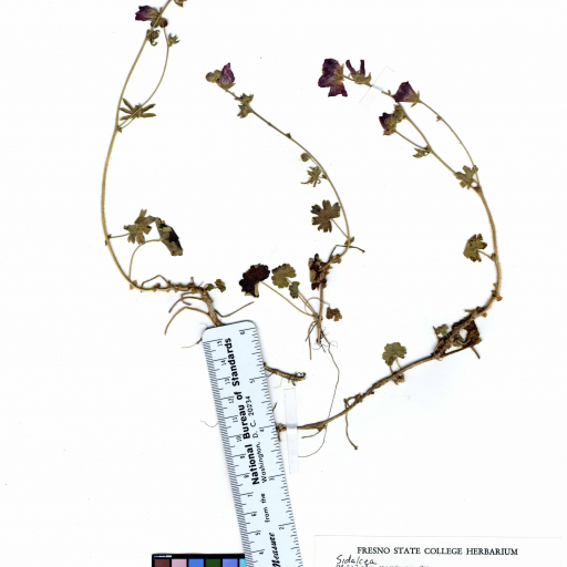 Sierra Checkerbloom (Sidalcea Reptans) Plant Care & How to Grow, Water