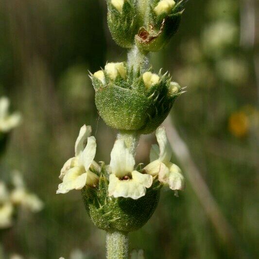 Sideritis Algarviensis Plant Care & How to Grow, Water