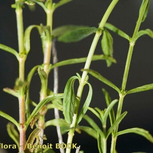 Sideritis Arborescens Plant Care & How to Grow, Water