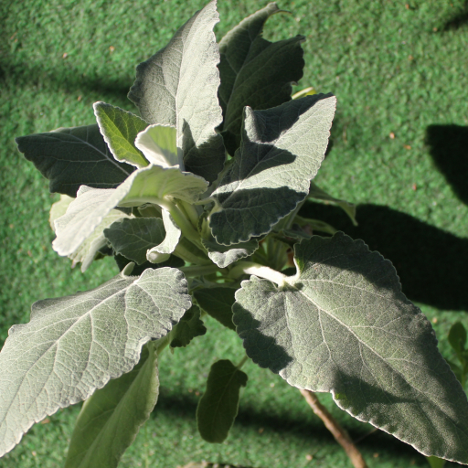 Sideritis Barbellata Plant Care & How to Grow, Water