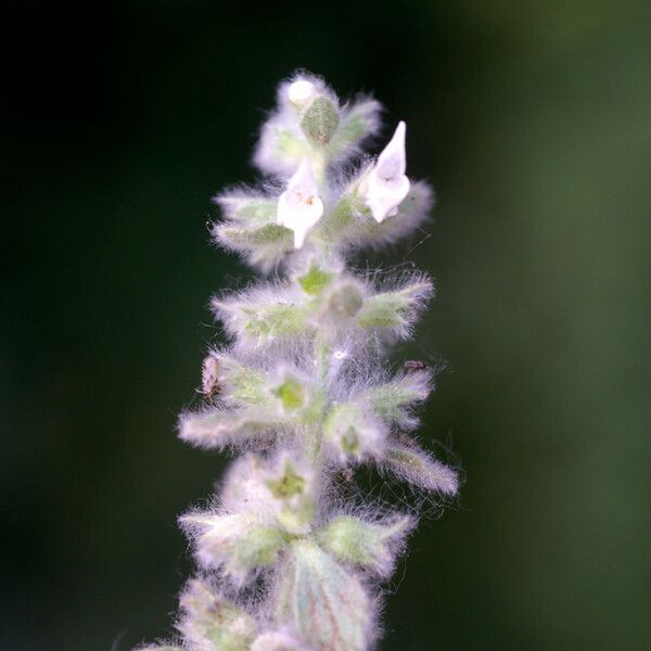 Sideritis Briquetiana Care Guide: Water, Soil & Propagation - Plantiary