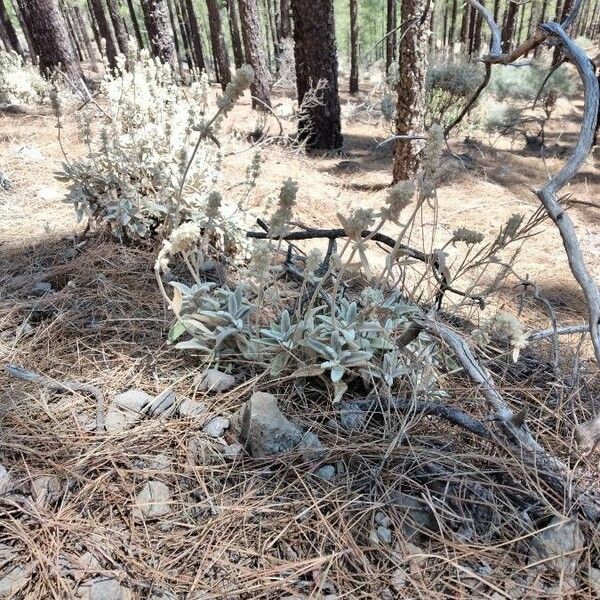 Sideritis Canariensis Plant Care & How to Grow, Water