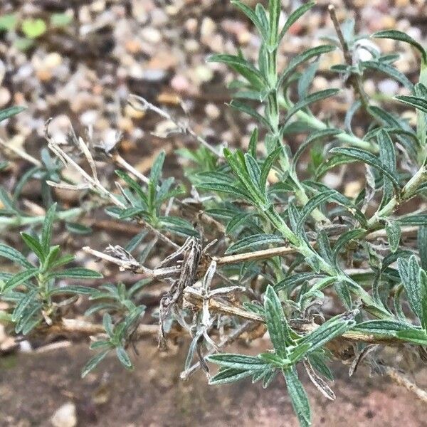 Sideritis Chamaedryfolia Plant Care & How to Grow, Water