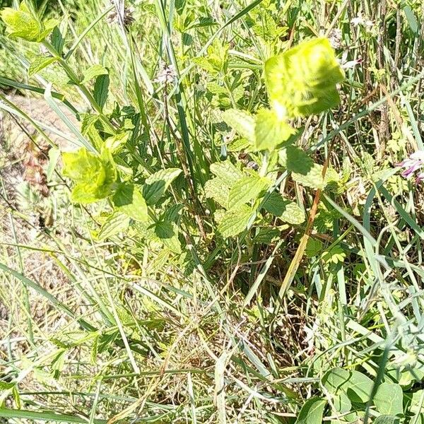 Sideritis Endressii Plant Care & How to Grow, Water