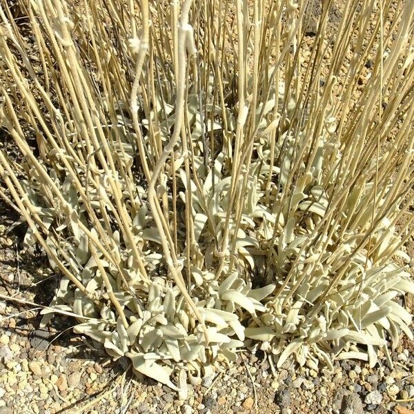 Sideritis Eriocephala Plant Care & How to Grow, Water