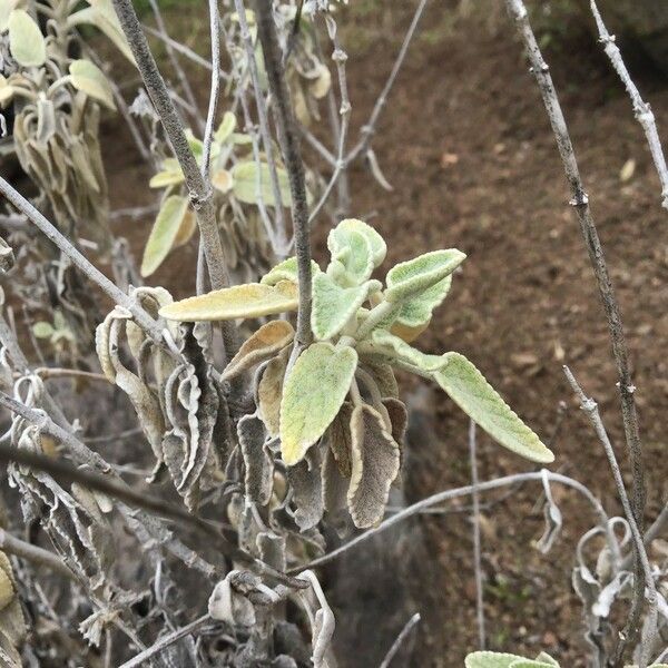 Sideritis Ferrensis Plant Care & How to Grow, Water
