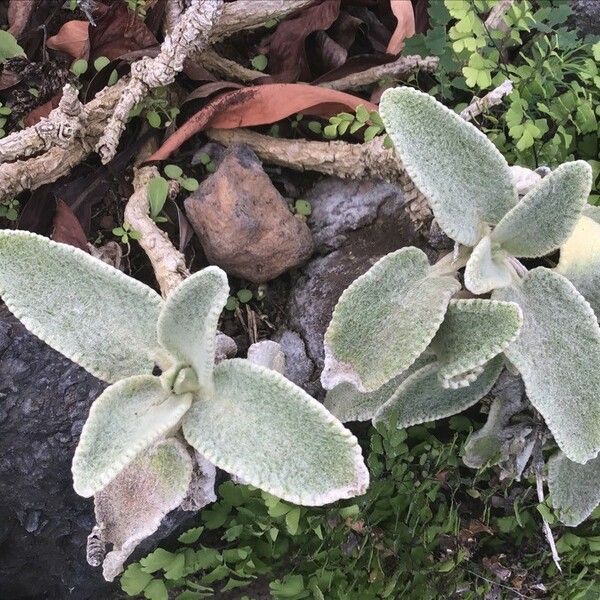 Gomeran Tea (Sideritis Gomerae) Plant Care & How to Grow, Water