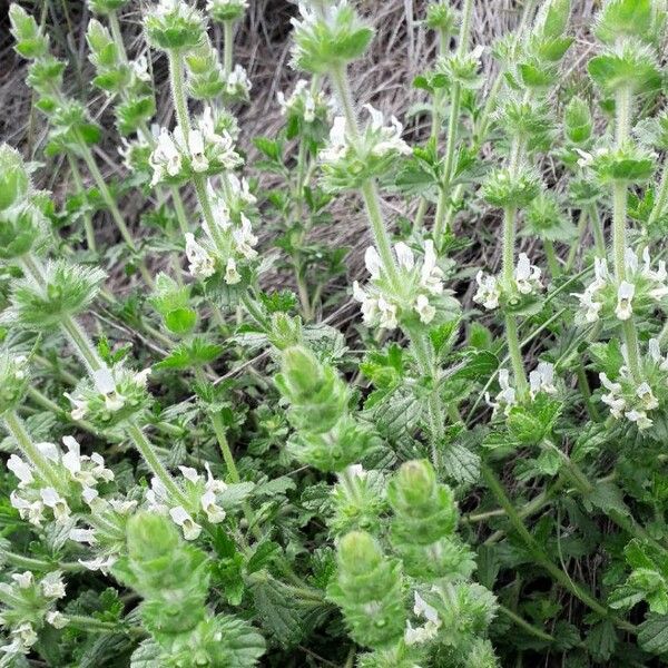 Hairy Ironwort (Sideritis Hirsuta) Plant Care & How to Grow, Water