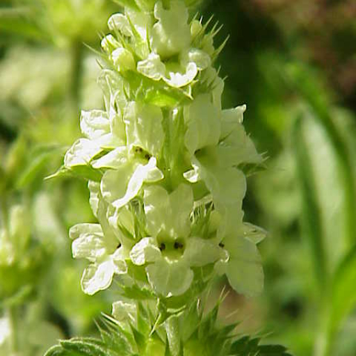 Fibigia (Fibigia Clypeata) Plant Care & How to Grow, Water