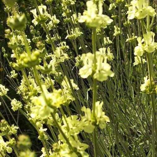 Sideritis Incana Plant Care & How to Grow, Water