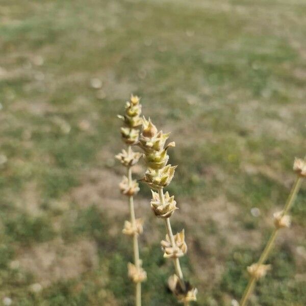 Sideritis Italica Plant Care & How to Grow, Water