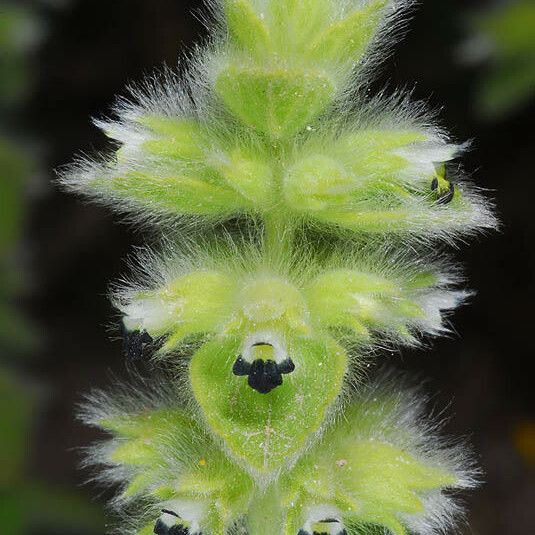 Hairy Ironwort (Sideritis Lanata) Plant Care & How to Grow, Water