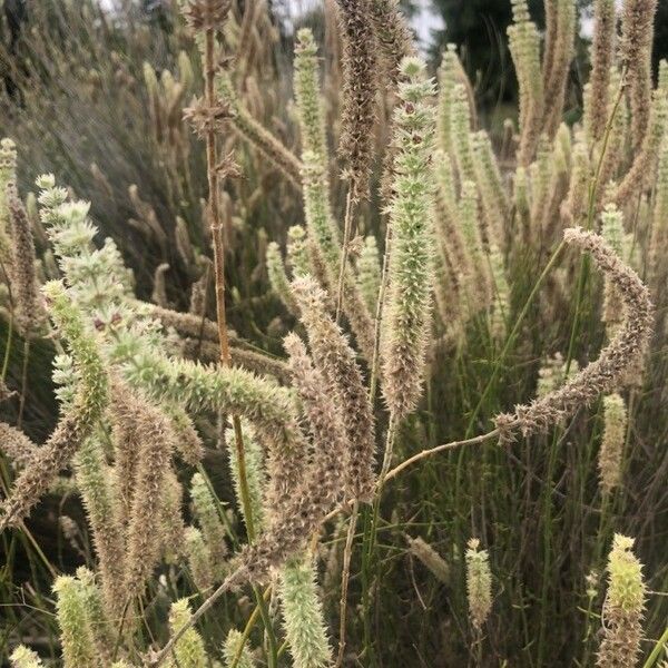 Sideritis Lasiantha Plant Care & How to Grow, Water