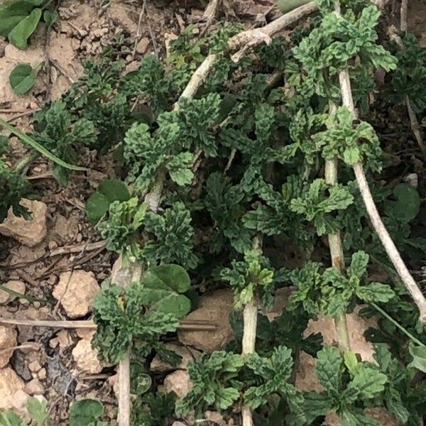 Sideritis Laxispicata Plant Care & How to Grow, Water