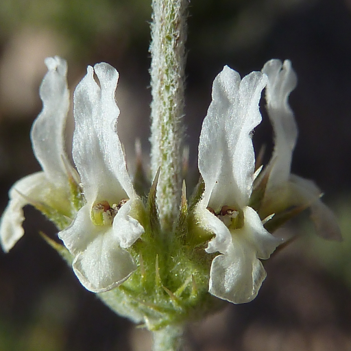 Sideritis Leucantha Plant Care & How to Grow, Water